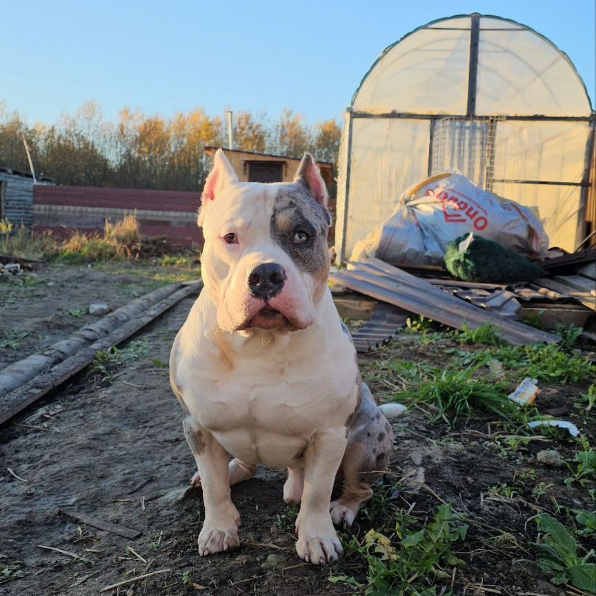 Прекрасные щенки Ам Булли