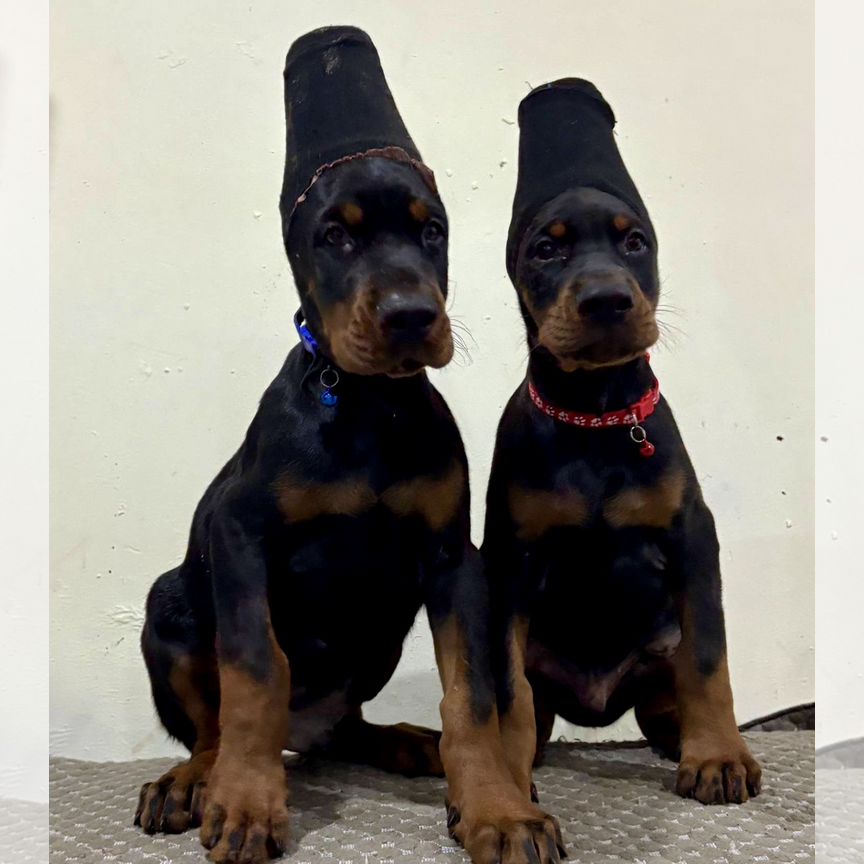 Доберман, щенок