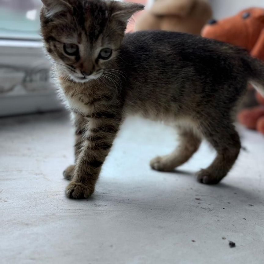 Котеночек ищет дом