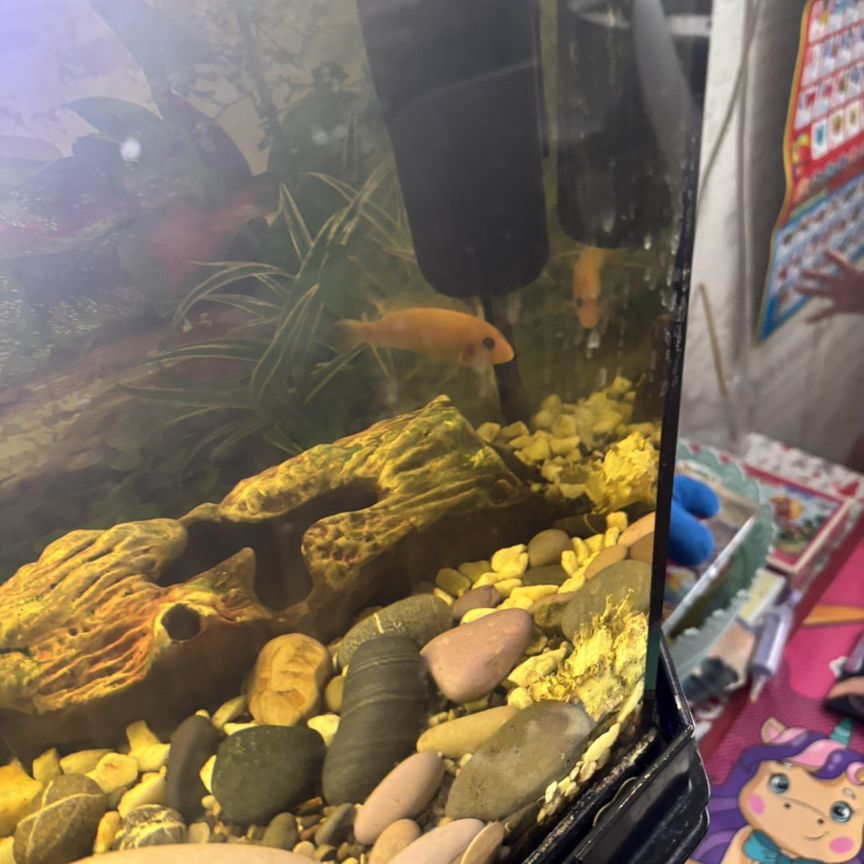 Рыбки цихлиды