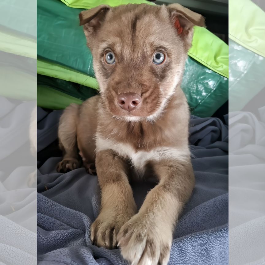 Щенок в добрые руки