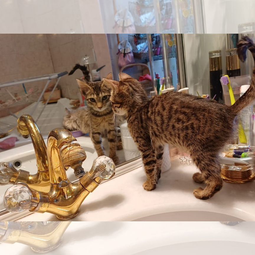 Котёнок в добрые руки