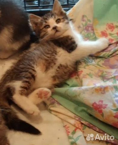 Котенок Джексон в добрые руки