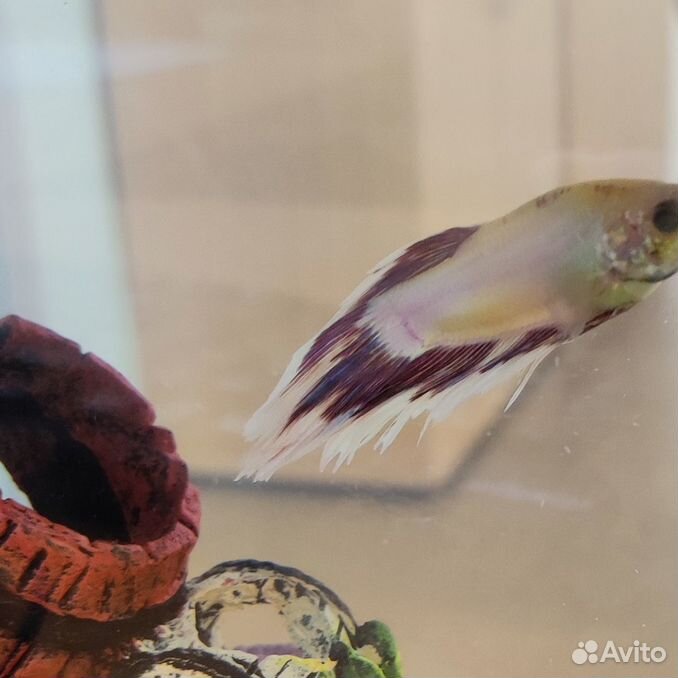 Отдам рыбку петушка