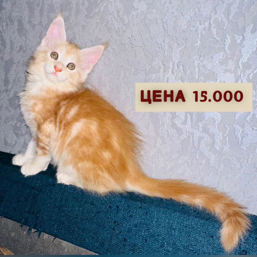 Мейн-кун котёнок