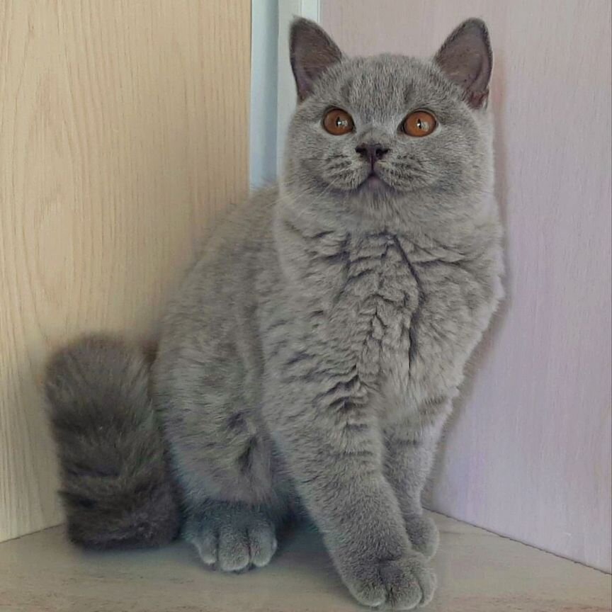 Королева британских котят