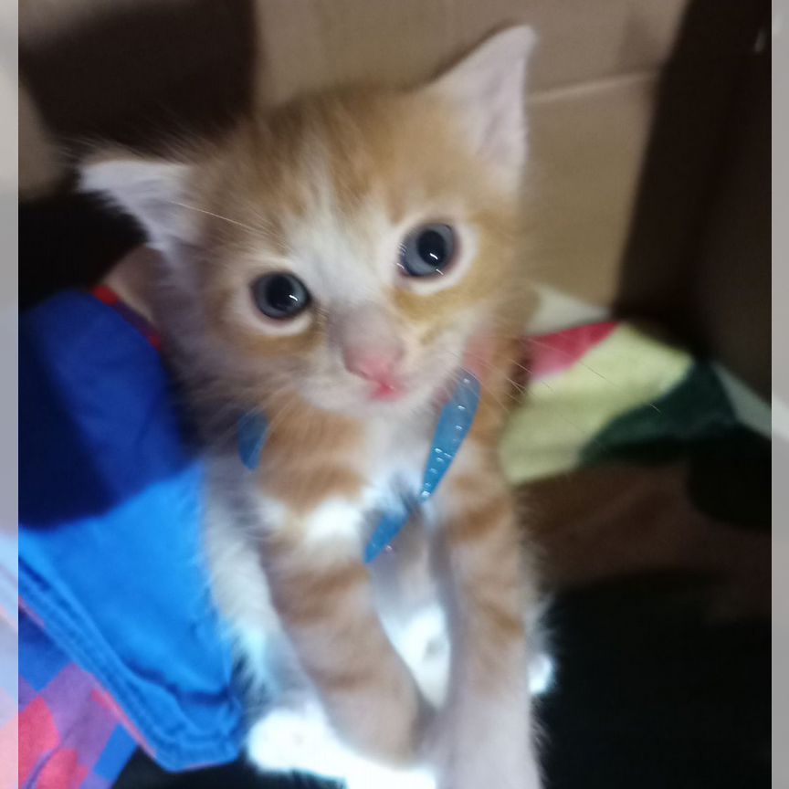 Котёнок в добрые руки