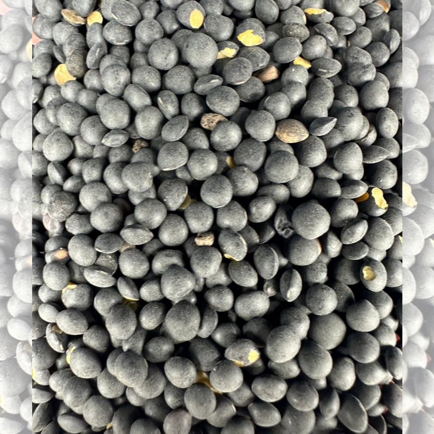 Чечевица на семена