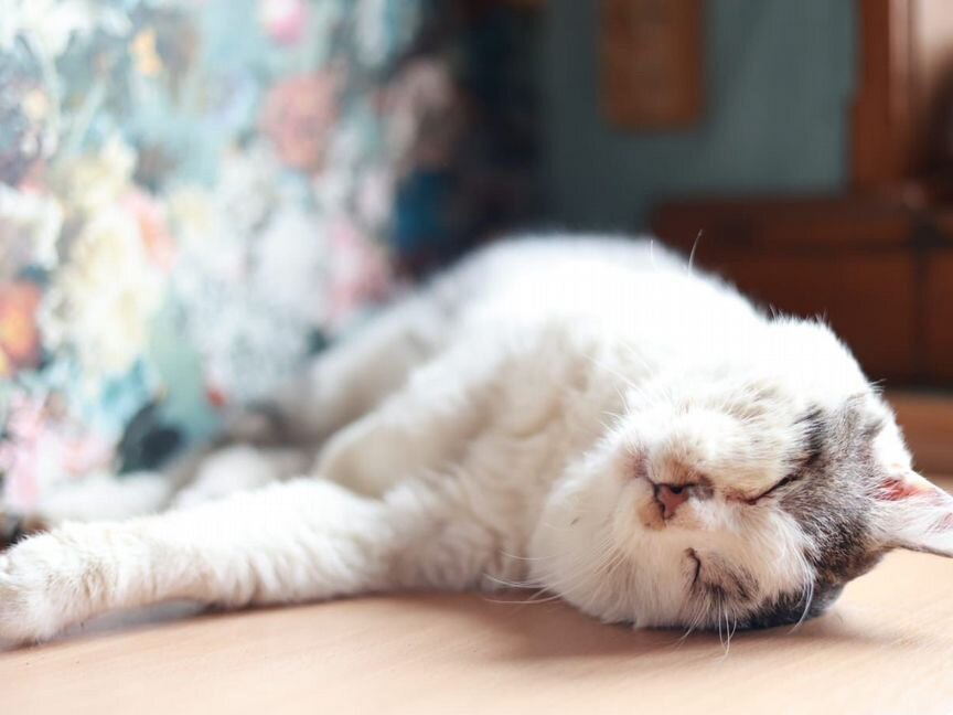 Кот бесплатно в дар