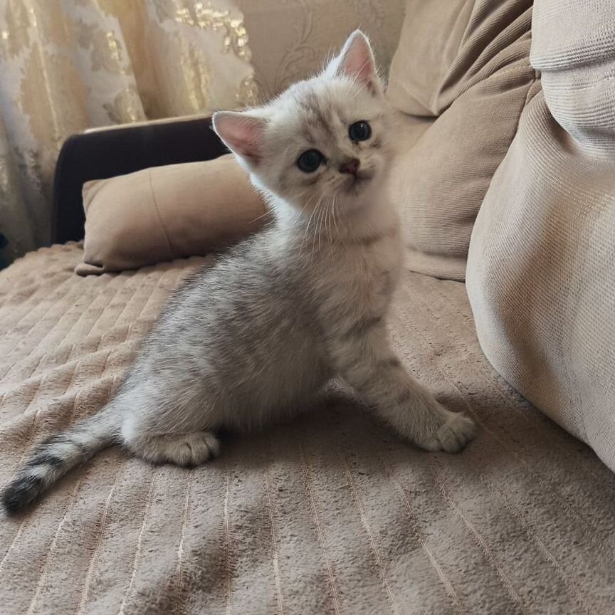 Британский короткошёрстный котёнок
