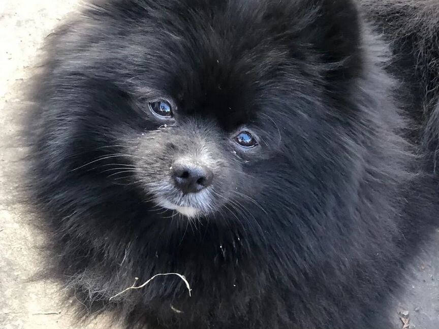 Немецкий шпиц