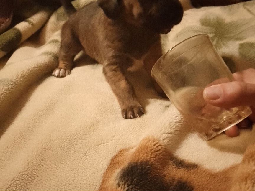 Собака в добрые руки щенок