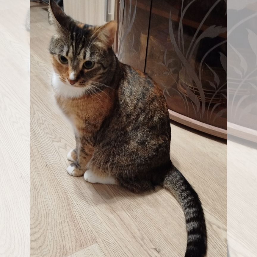 Взрослая, кошка в добрые руки