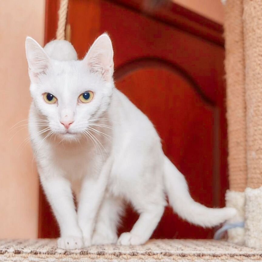 Кот в добрые руки