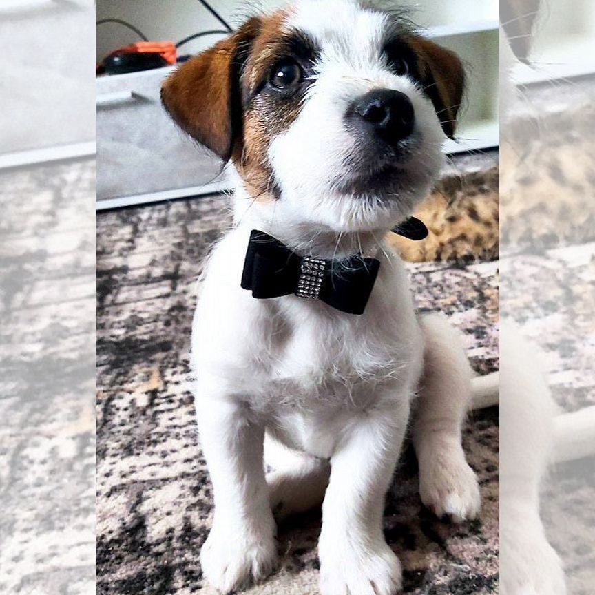 Щенки джек рассел терьер жесткошерстный