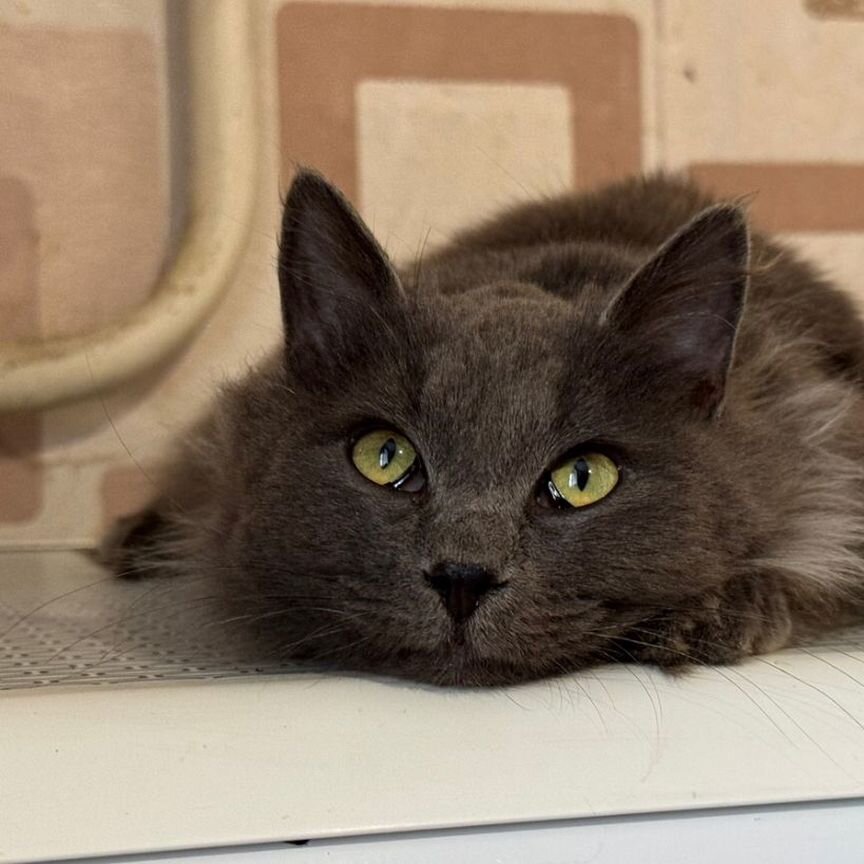 Отдам в добрые руки котика