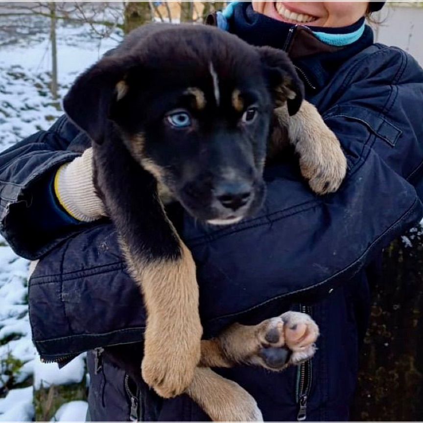 Щенок в добрые руки