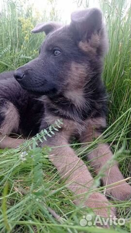 Немецкая овчарка