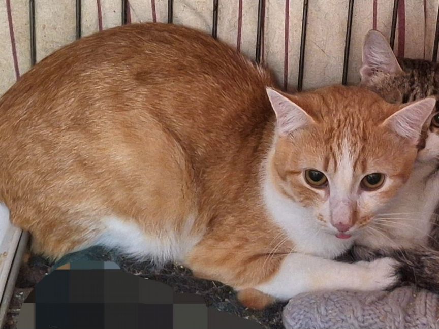 Кошка кот бесплатно в добрые руки