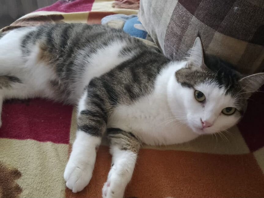Котики бесплатно в добрые руки