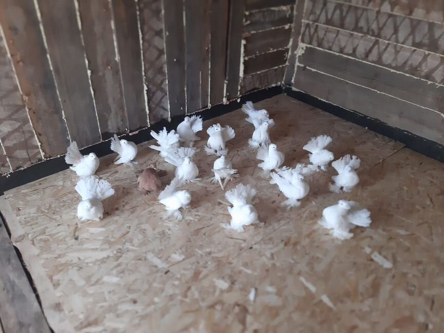 Омские статные голубки