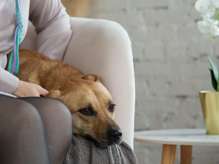 Малышка Айва ищет дом