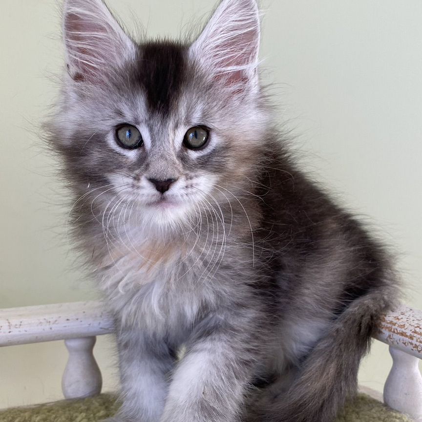 Котята мейн-кун