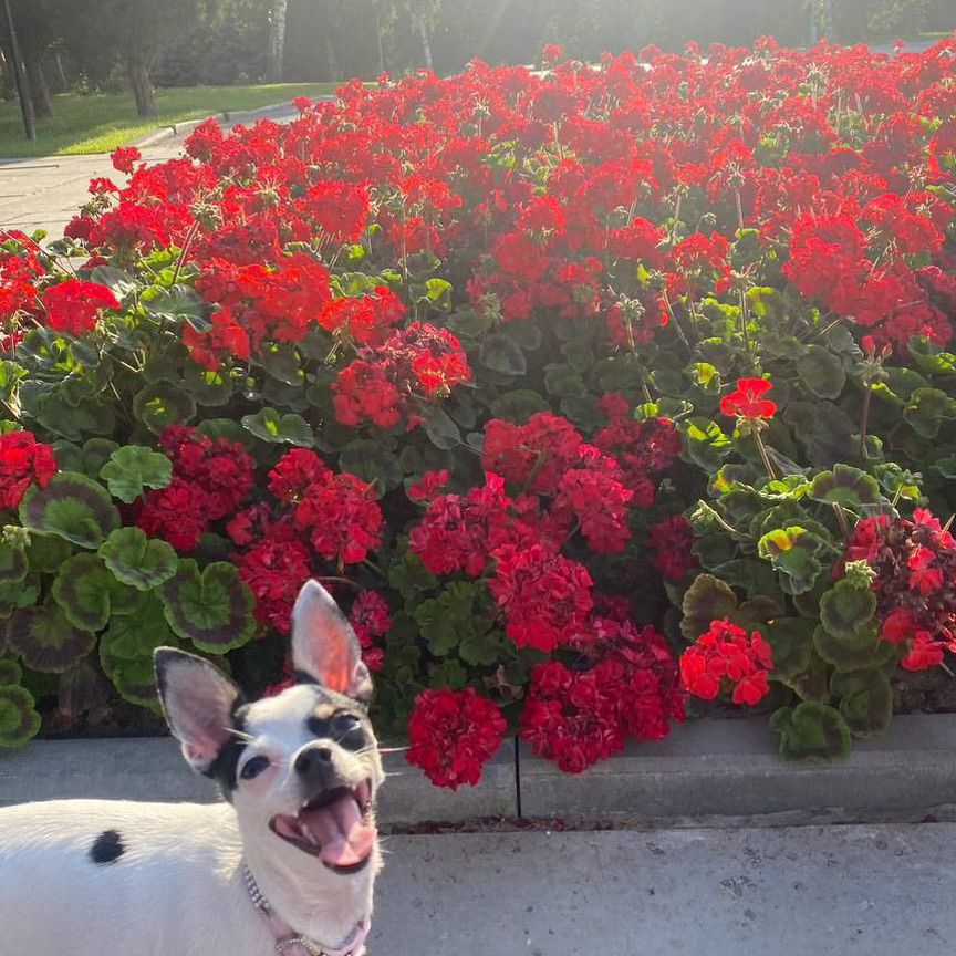 Вязка чихуахуа девочка