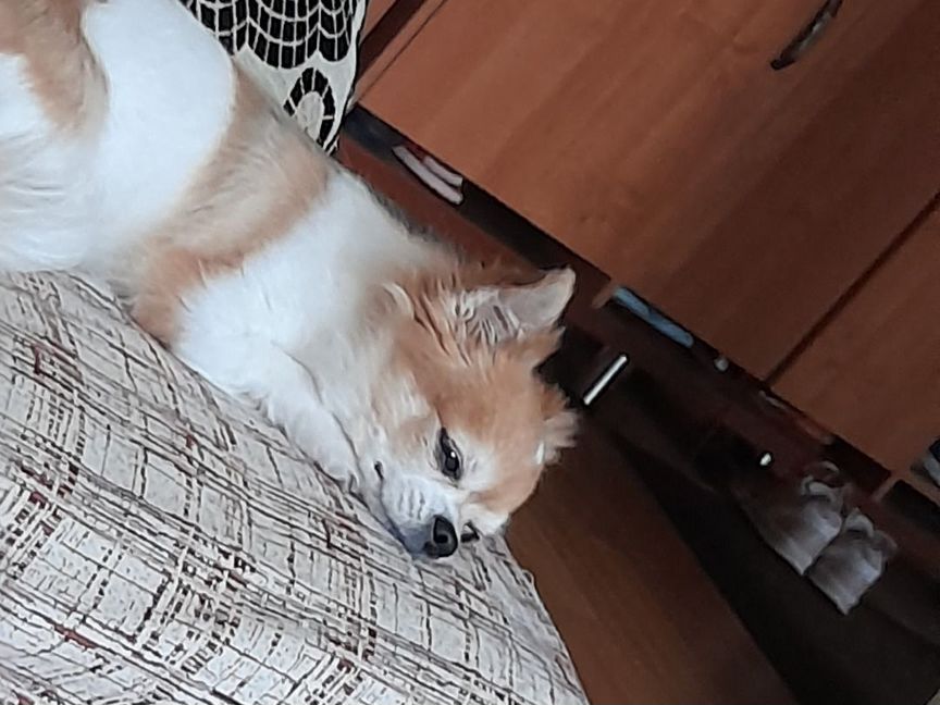 Животные