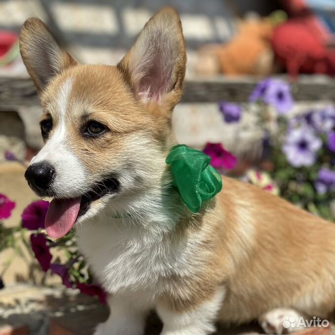 Коржата с шикарной родословной