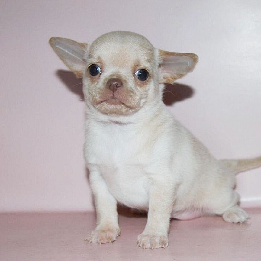 Чихуахуа девочка