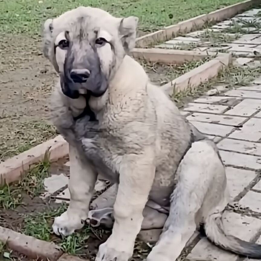 Кавказская овчарка, щенок