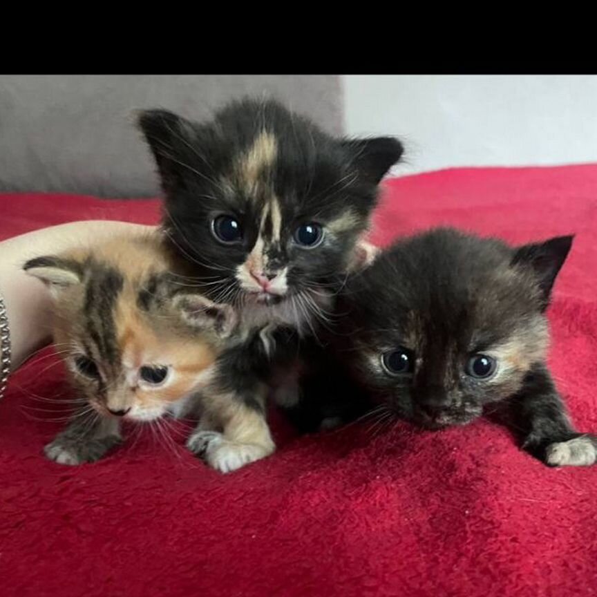 Отдам котят бесплатно