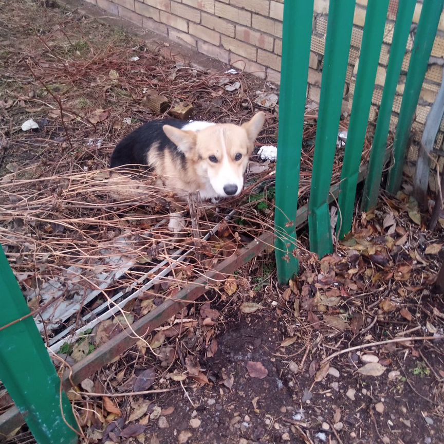 Корги