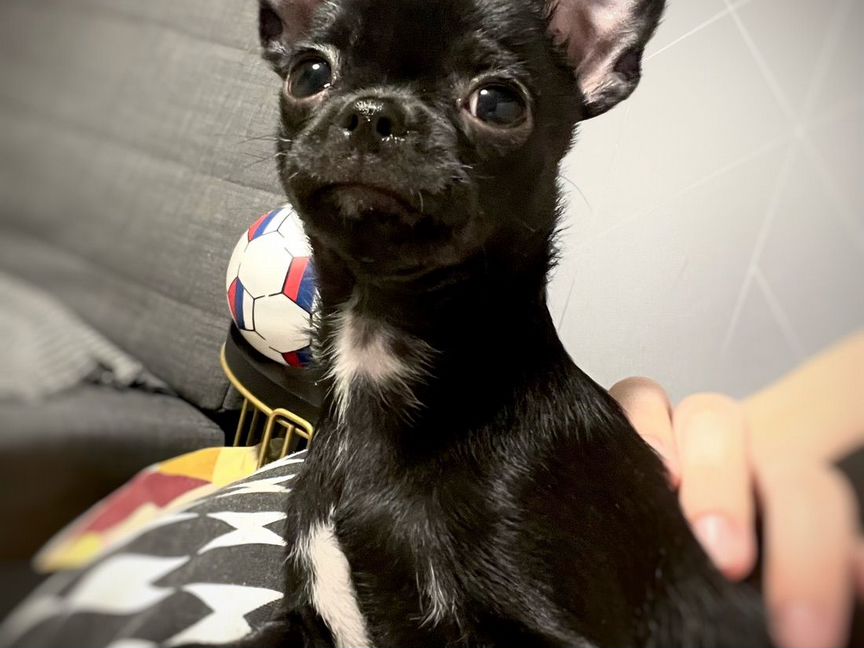 Шикарнейший блэк мальчик, кобби тип