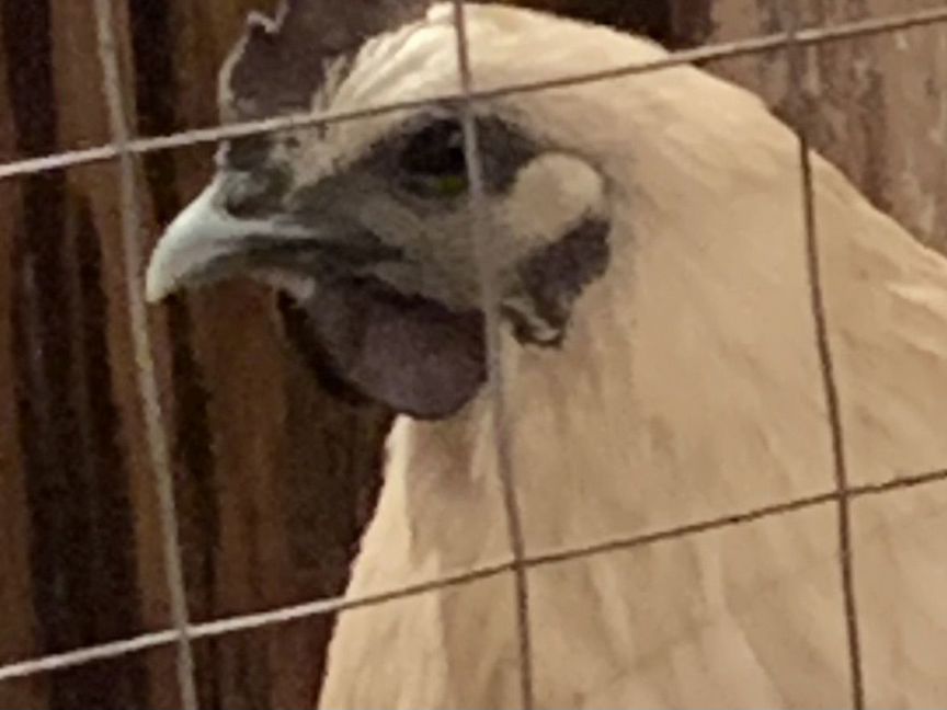 Куры Лакеданзи (Ухейуилюль расписной)