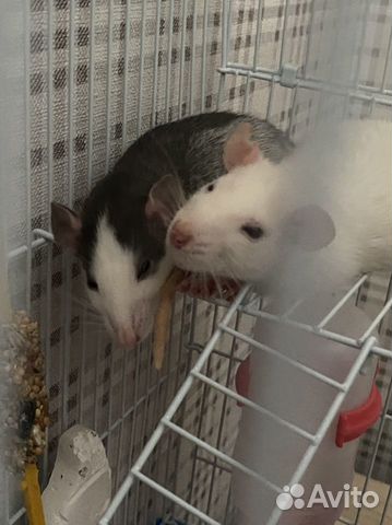 Отдам двух крыс в добрые руки