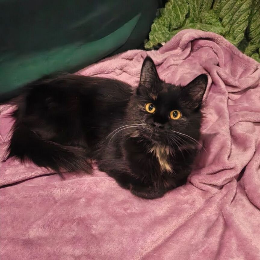 Кошка в добрые руки