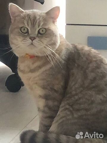Шотландский прямоухий кот