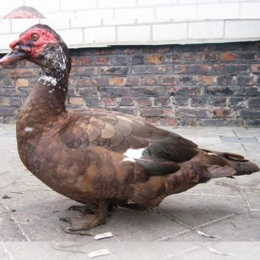 Индоутка мускусная утка