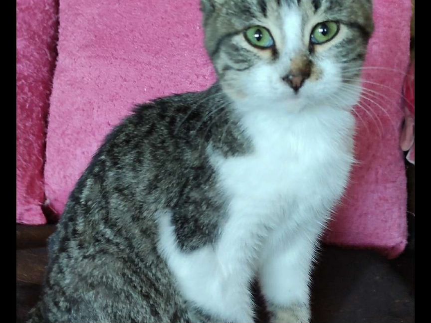 Кошка