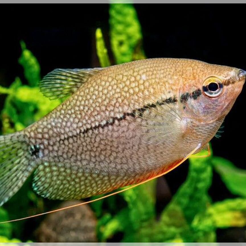 Гурами жемчужная, обмен