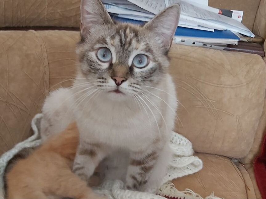 Кошка невская маскарадная