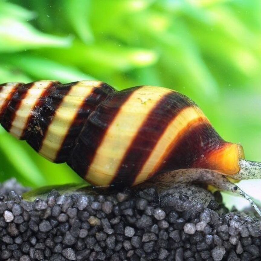 Улитка Хелена