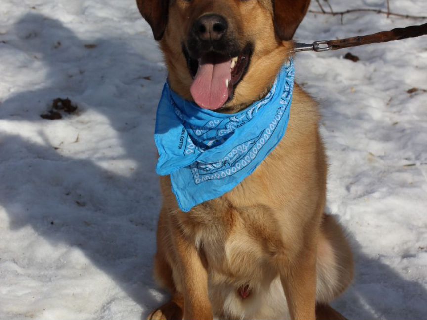 Собака в добрые руки