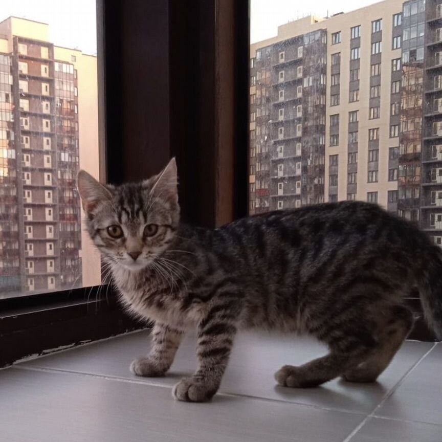 Котенок Маруська в добрые руки