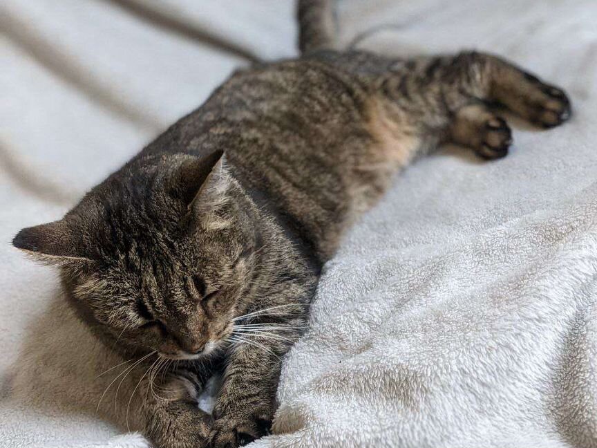 Кошка в самые добрые руки