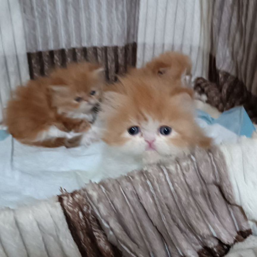 Котята экзоты