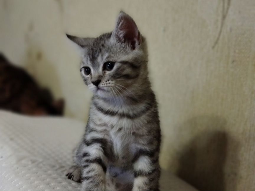 Кошки мейн-кун