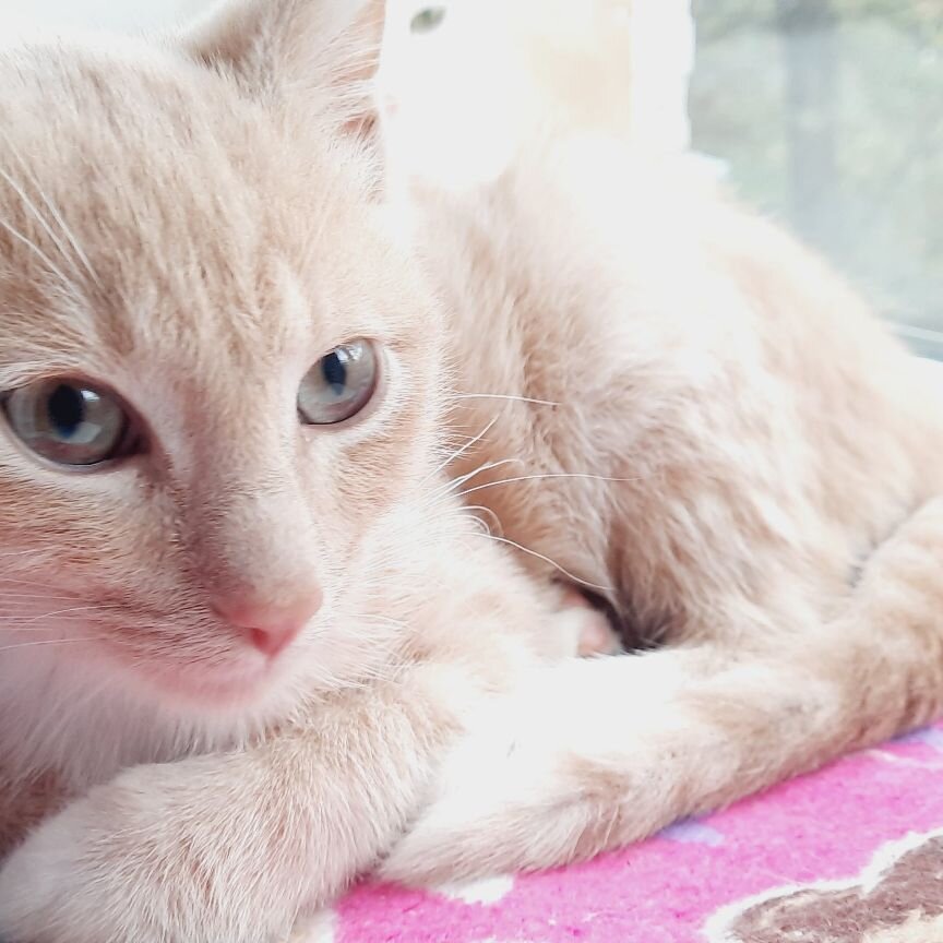 Котенок мальчик 3 месяца